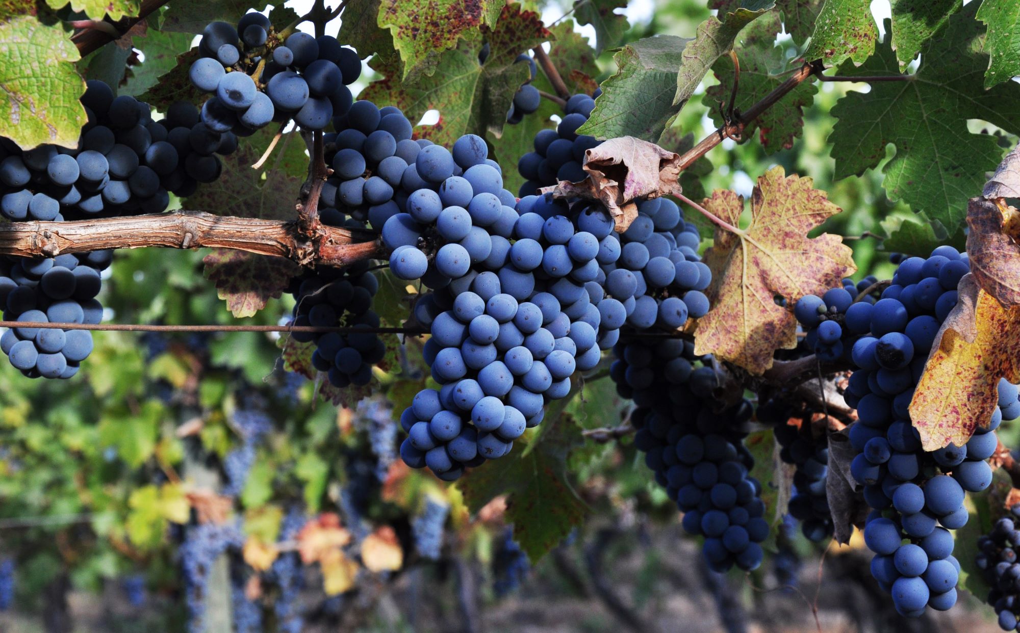 Wines - Squid Inc Wine