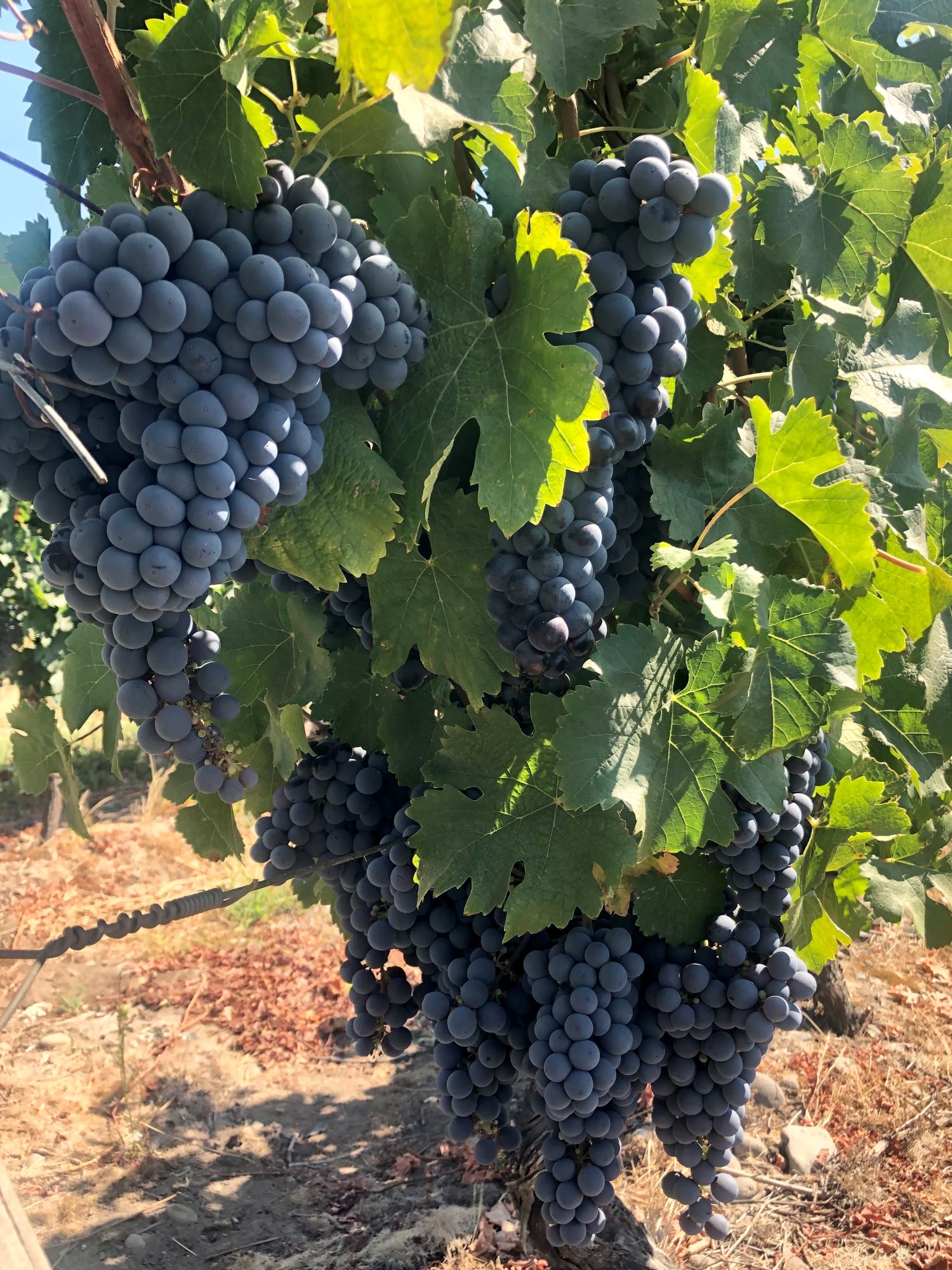 Wines – Squid Inc Wine